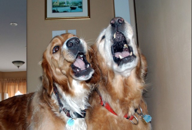 THE SINGING DOGS! JINGLE CATS! - Pee-wee's blog