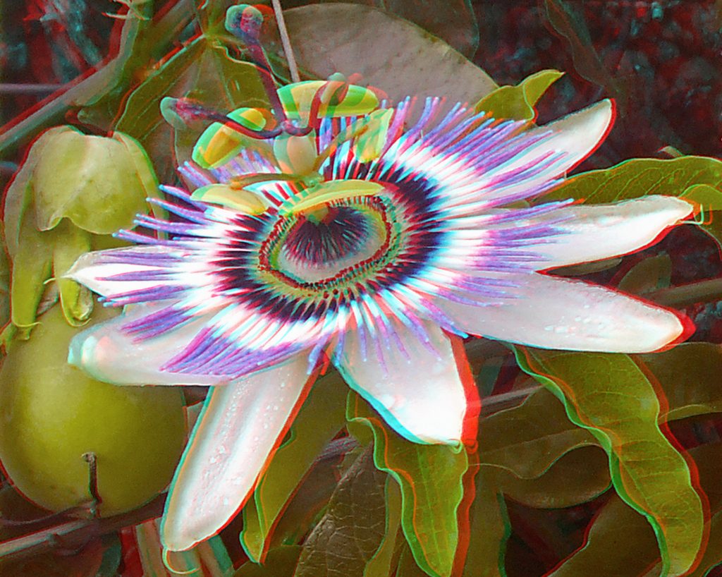 A trippy new book of 3D macro phantograms!! - Pee-wee's blog