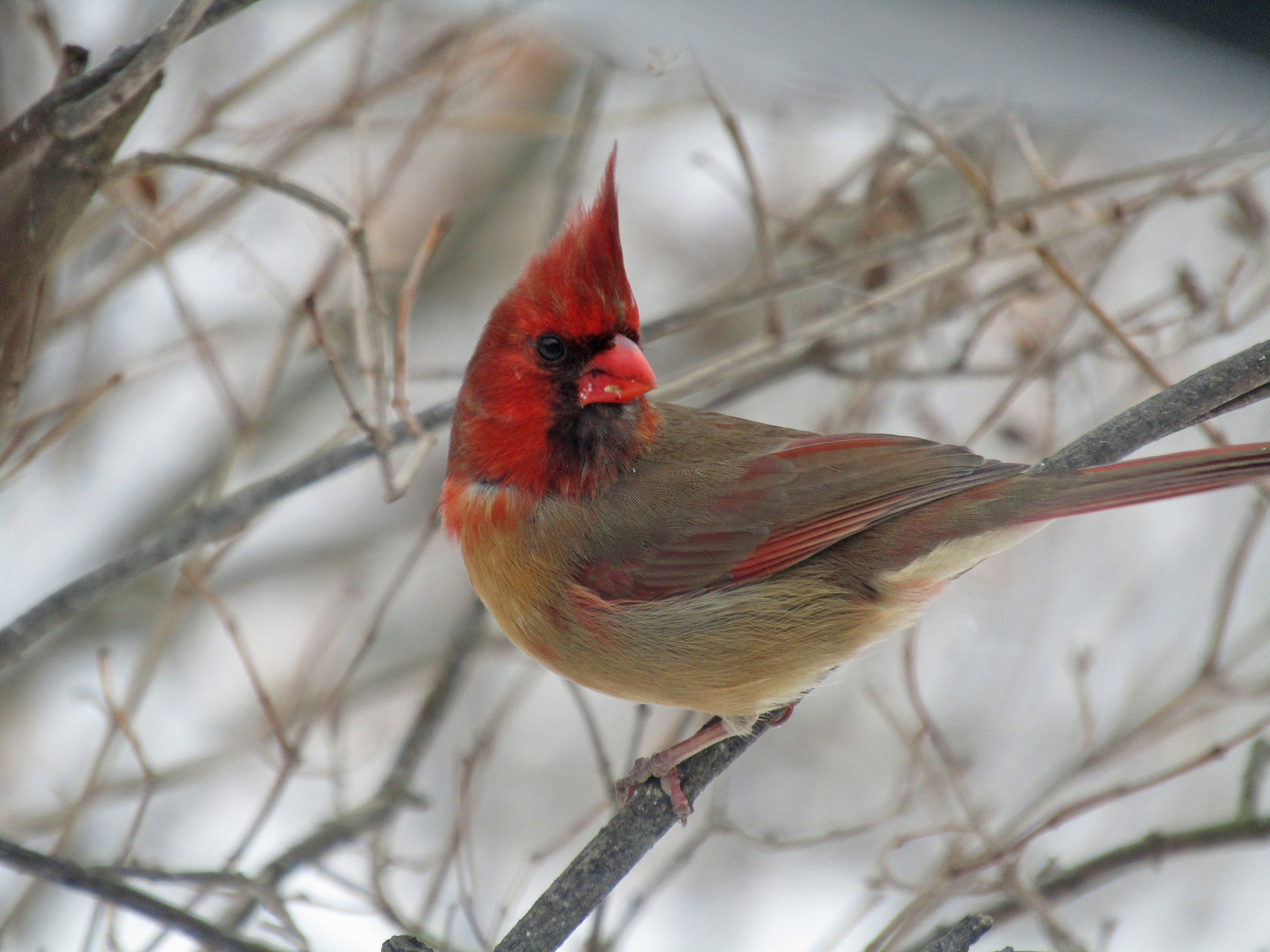 Half female Half male Cardinal Spotted In The Wild Pee wee s Blog