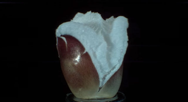 Happy Popcorn Day!! - Pee-wee's blog